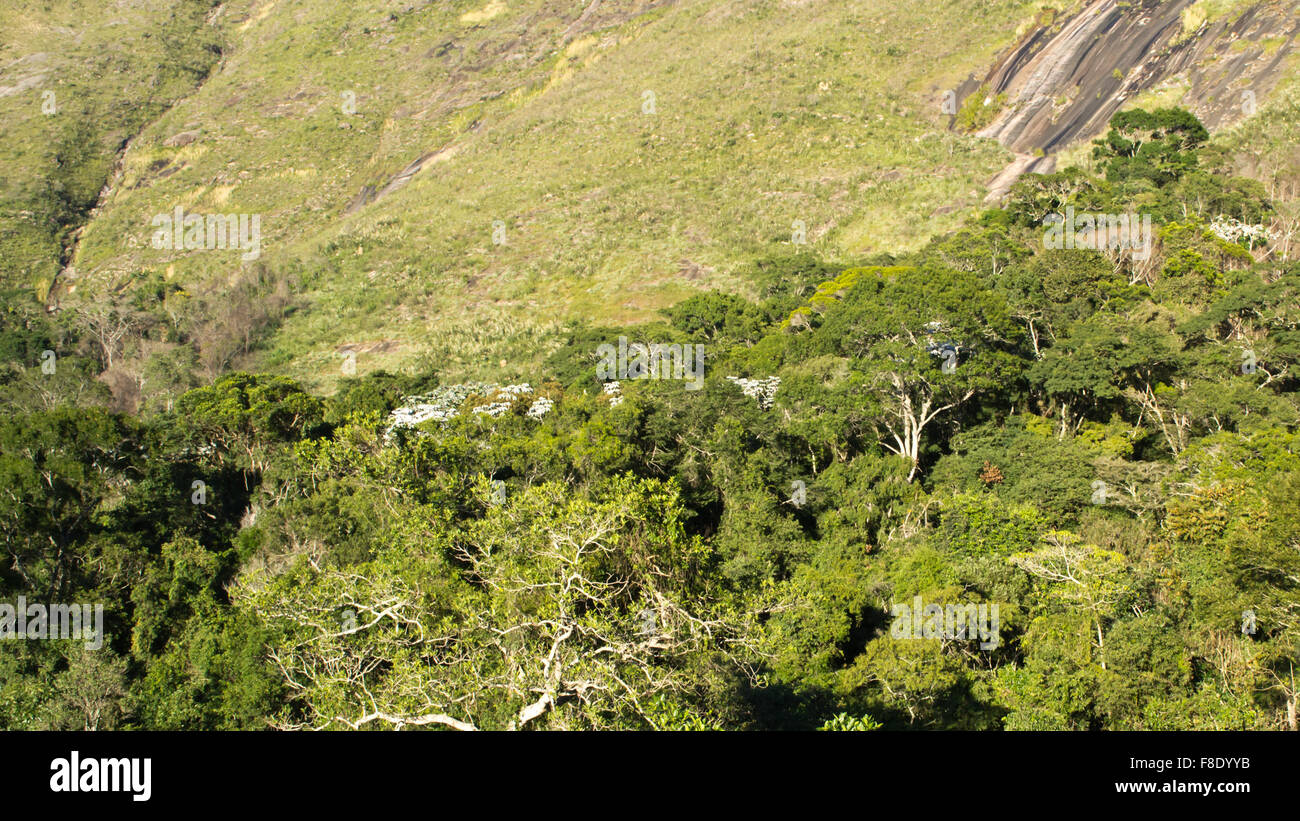 Secondary forest growing in the Atlantic Forest domain in Petropolis ...
