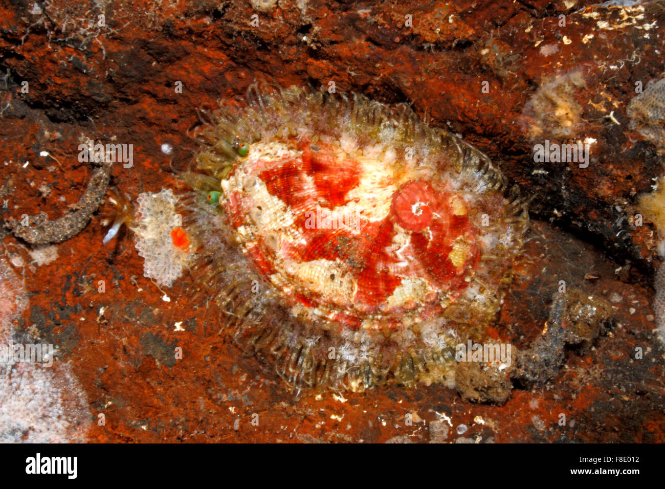 Live Abalone High Resolution Stock Photography and Images - Alamy
