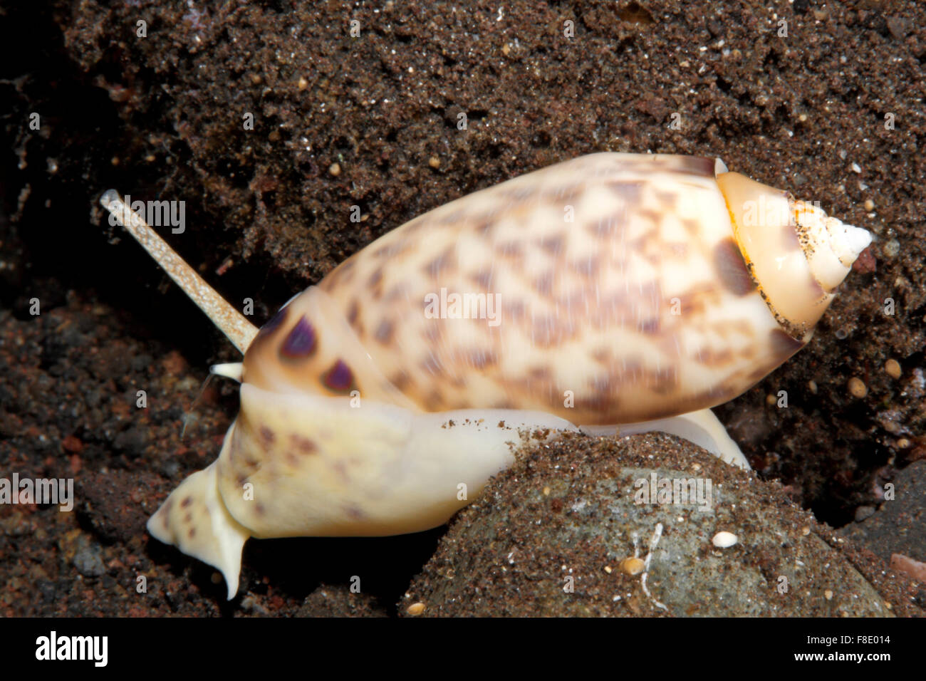 Ringed Olive Shell, Oliva annulata. Tulamben, Bali, Indonesia. Bali Sea ...