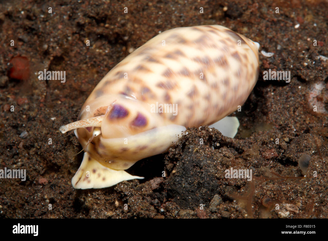 Oliva annulata hi-res stock photography and images - Alamy