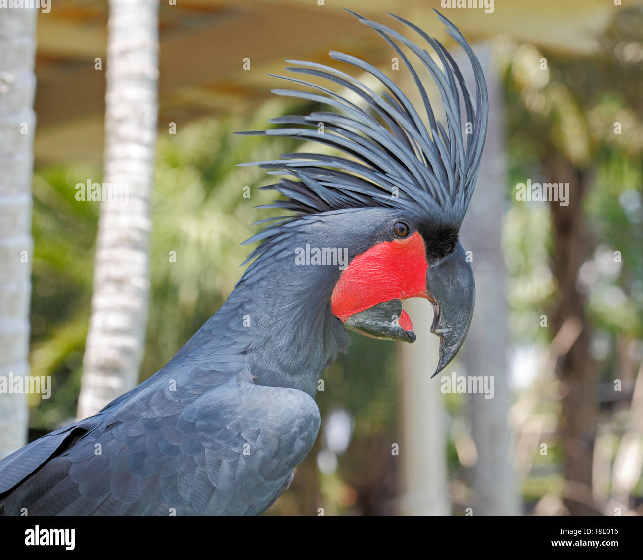 Palm Cockatoo, Probosciger aterrimus, also known as the Goliath ...