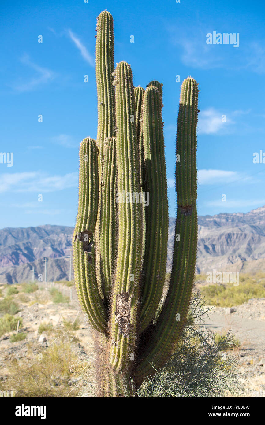 Massive cactus hi-res stock photography and images - Alamy