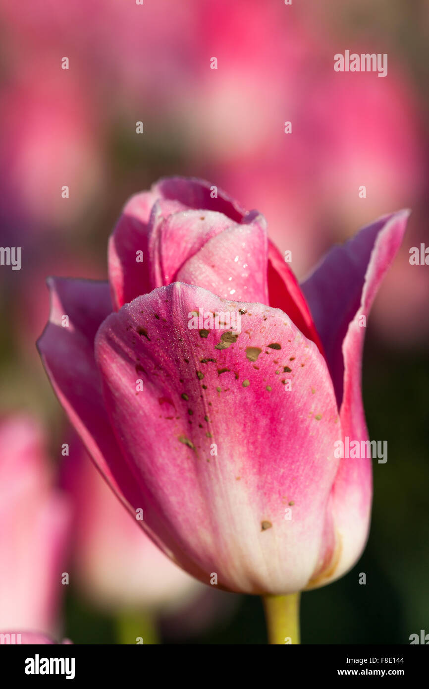 Pink Tulip Flowers Meaning