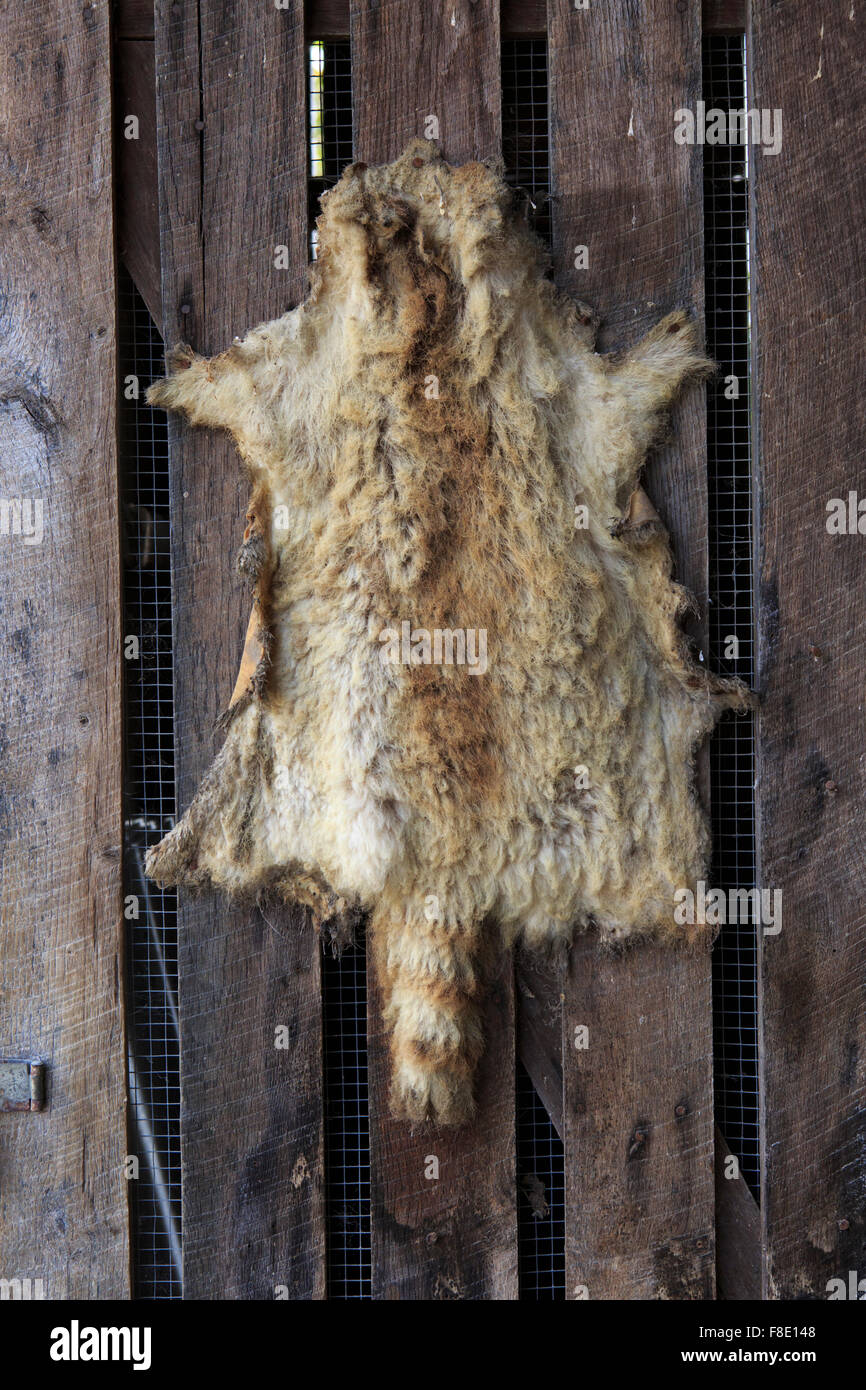 Raccoon pelt on a barn wall Stock Photo - Alamy
