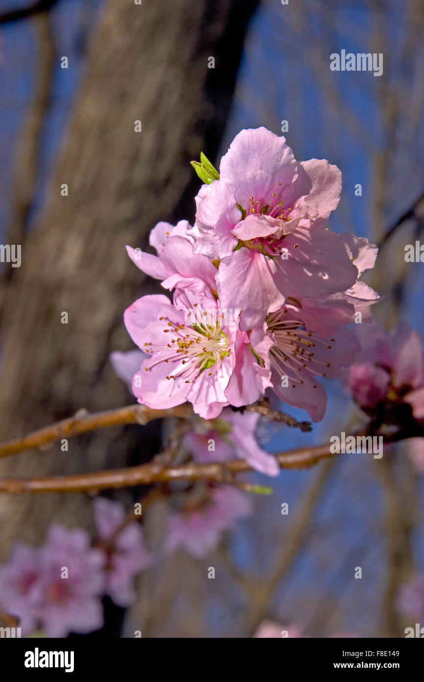 Spring peach blossom hi-res stock photography and images - Alamy
