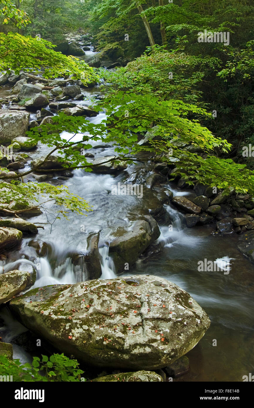 A quiet stream in the springtime in Great Smoky Mountains National Park ...
