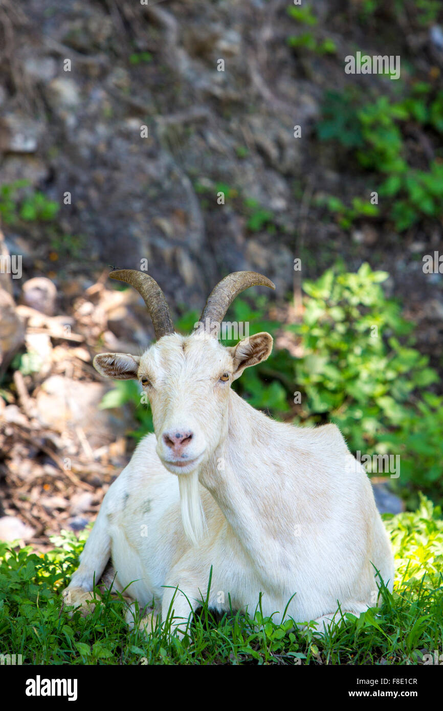 Sitting white goat looking at the camera Stock Photo - Alamy