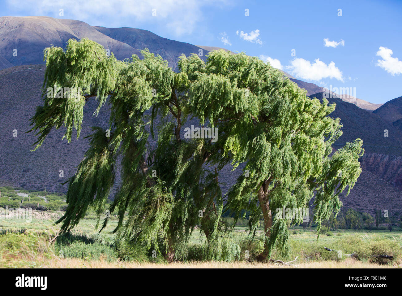 Andean mountain hi-res stock photography and images - Alamy