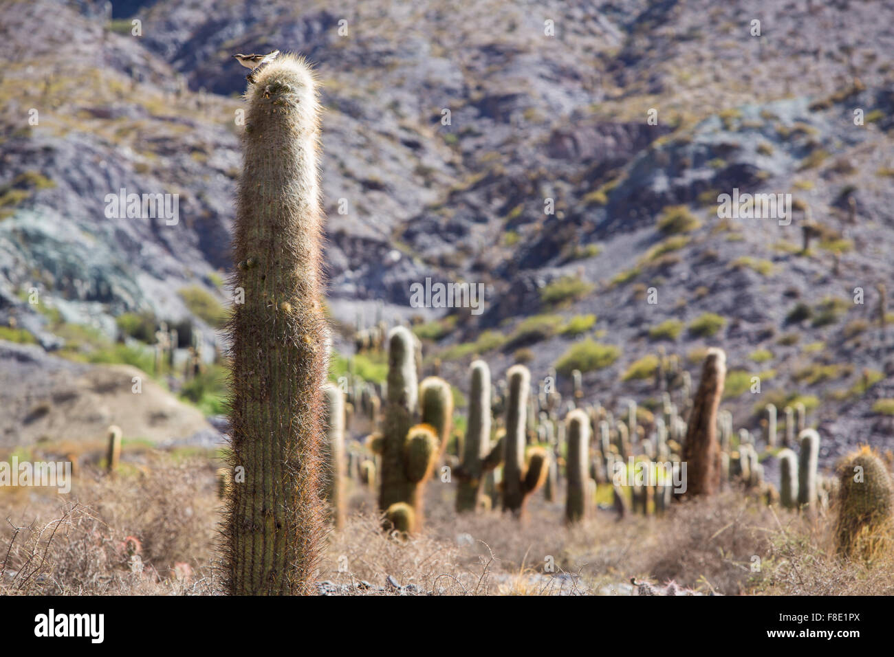 Cactus in los Cardones national park in Northern Argentina Stock Photo ...