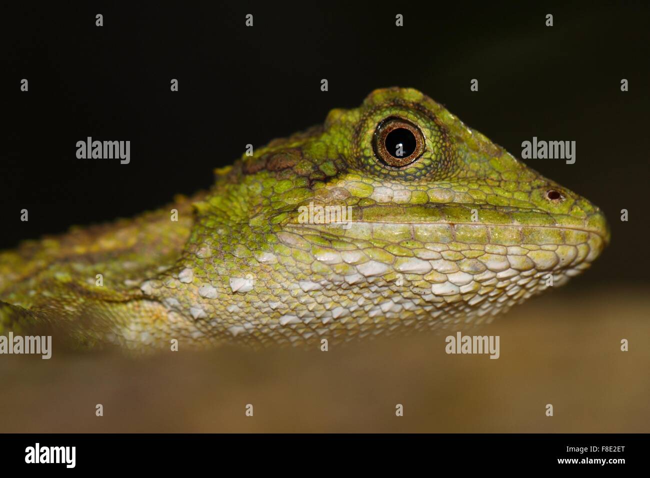 Small lizard, reptile in the wood/Small lizard Stock Photo - Alamy