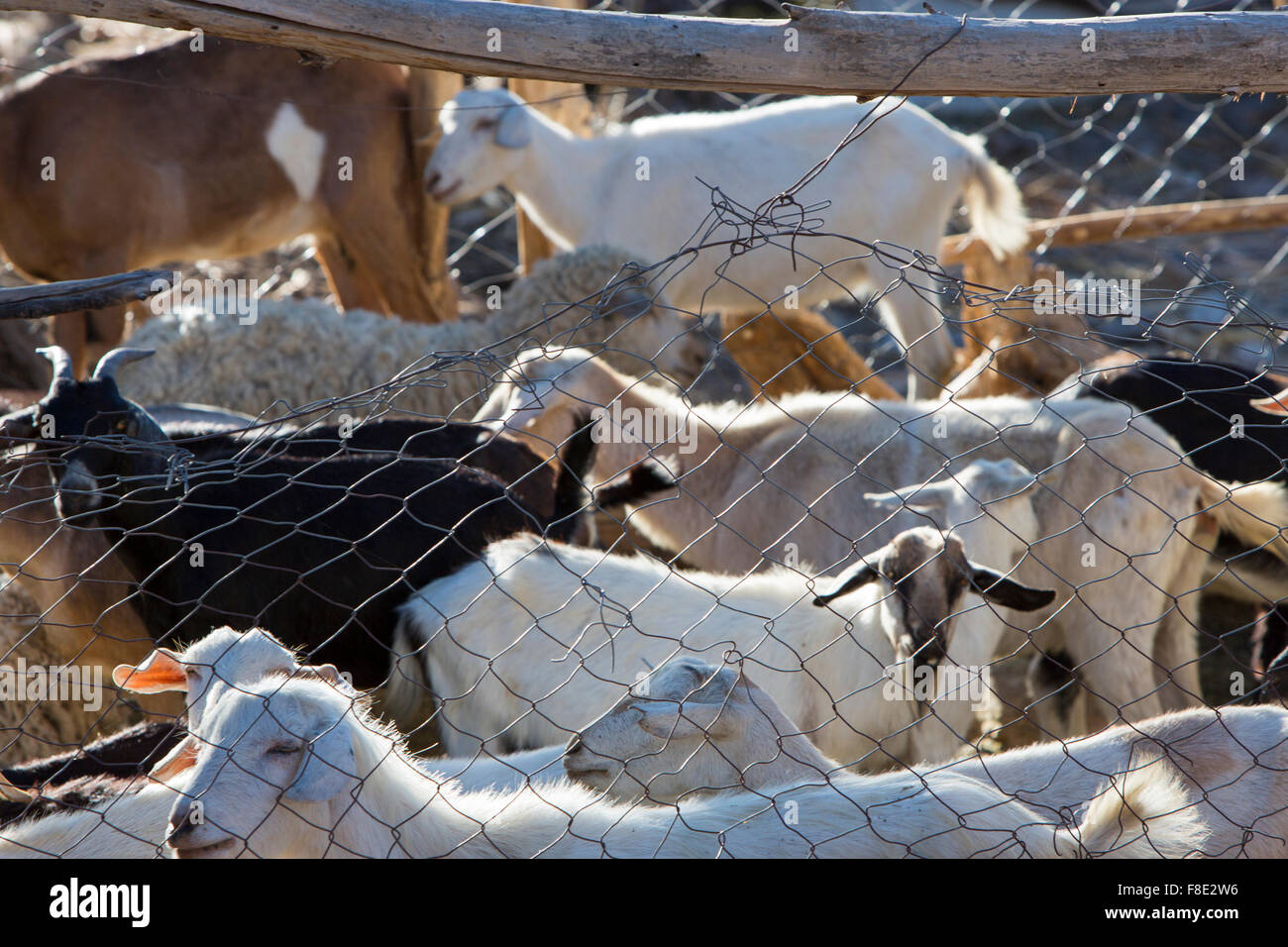 Group of goats hi-res stock photography and images - Alamy
