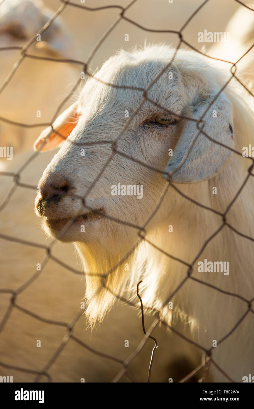 Small group of goats looking at the camera enclosed early in the ...