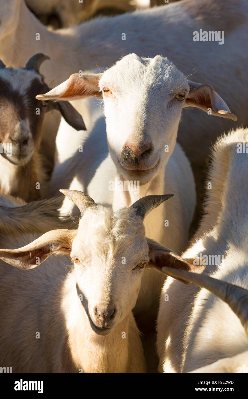 Group of goats hi-res stock photography and images - Alamy
