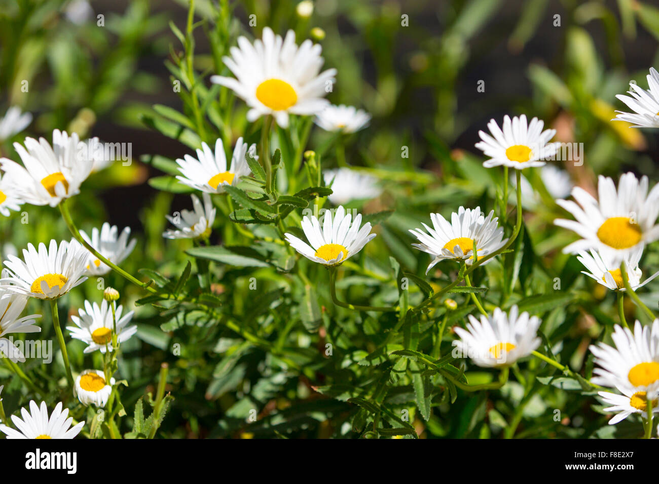 Field of daisy flowers Stock Photo - Alamy