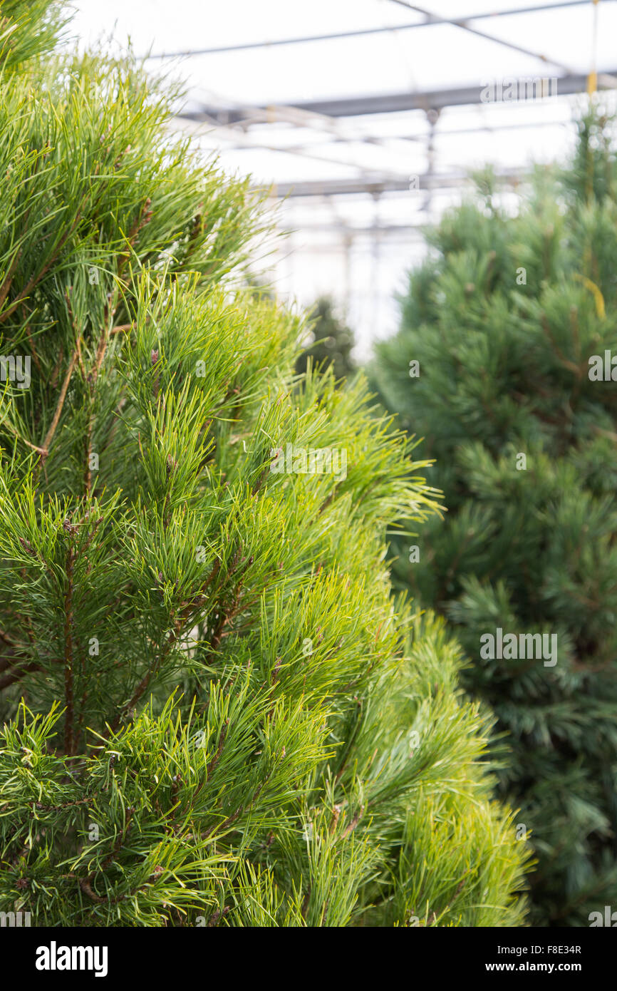 Scotch Pine Christmas tree Stock Photo - Alamy