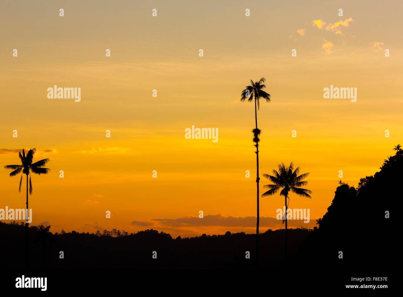 Sunset on the Cocora valley with giant wax palms near Salento, Colombia ...