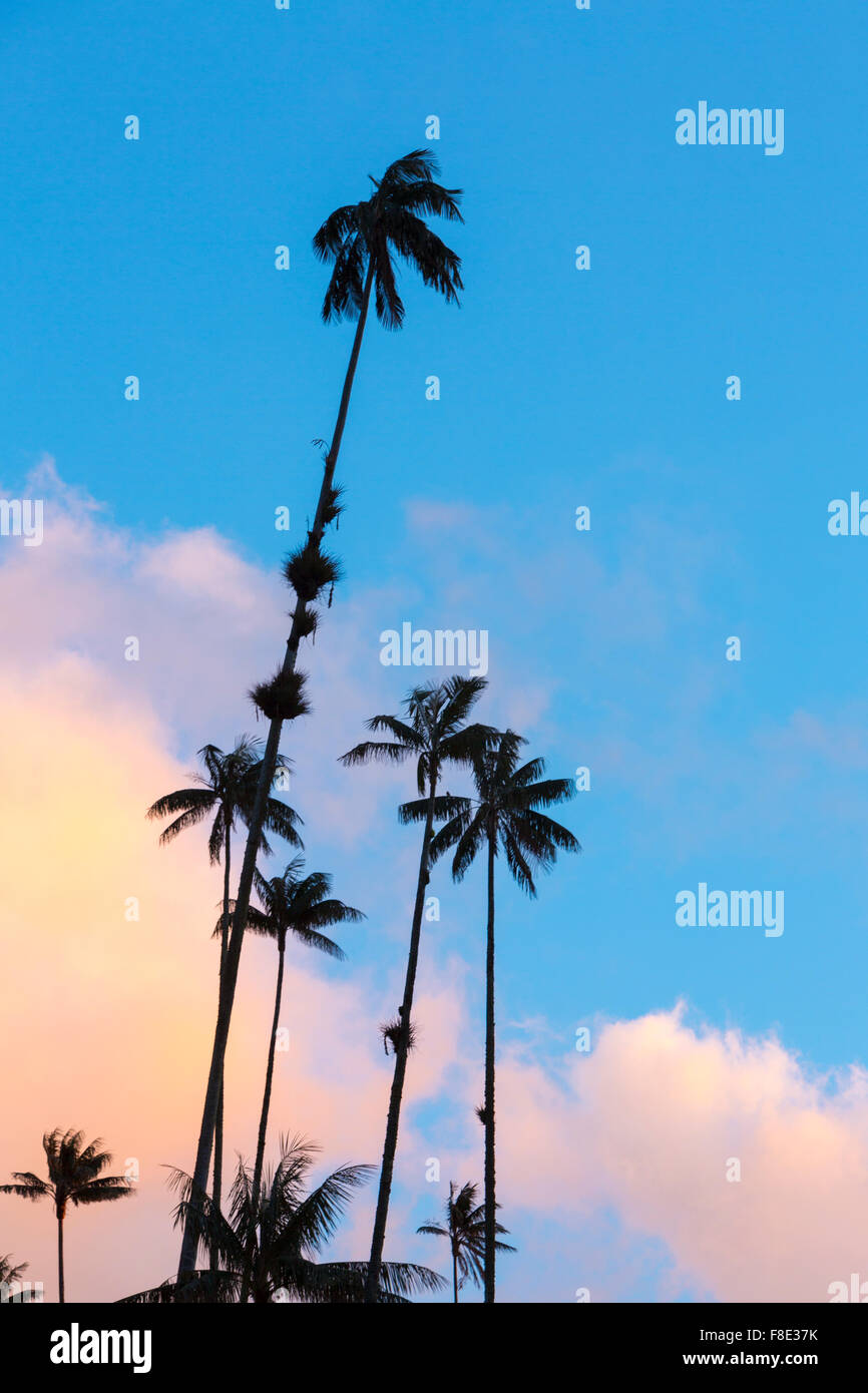Sunset on the Cocora valley with giant wax palms near Salento, Colombia ...