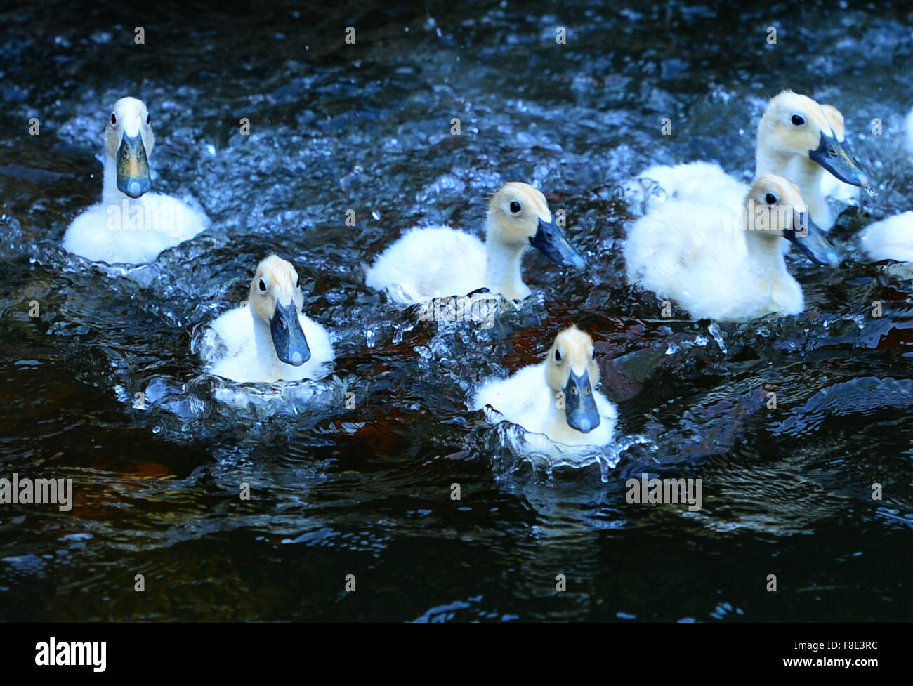 Liancheng, China's Fujian Province. 8th Dec, 2015. White ducks swim in ...
