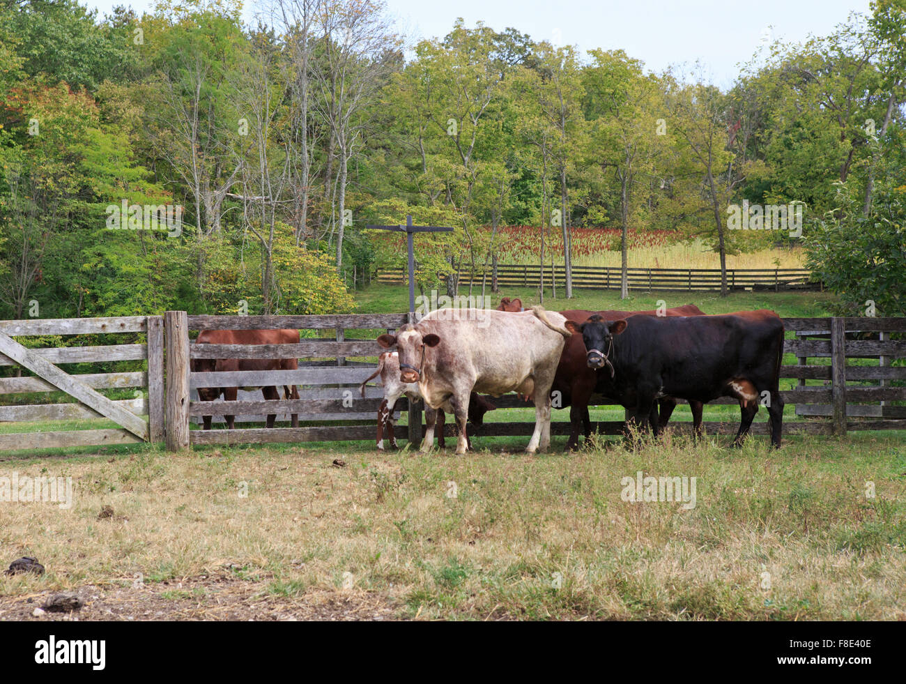 Dairy pasture fields in hi-res stock photography and images - Alamy