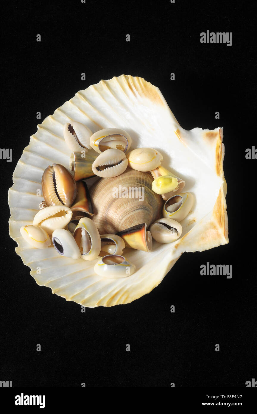 Tusk fish shell hi-res stock photography and images - Alamy