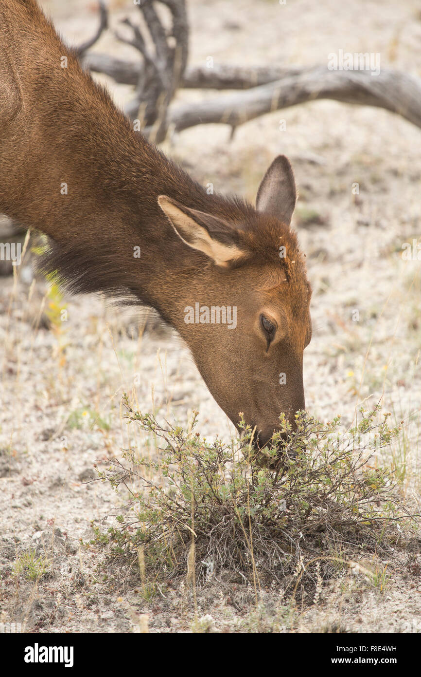 Female elk (Cervus canadensis) close view of head and neck while ...