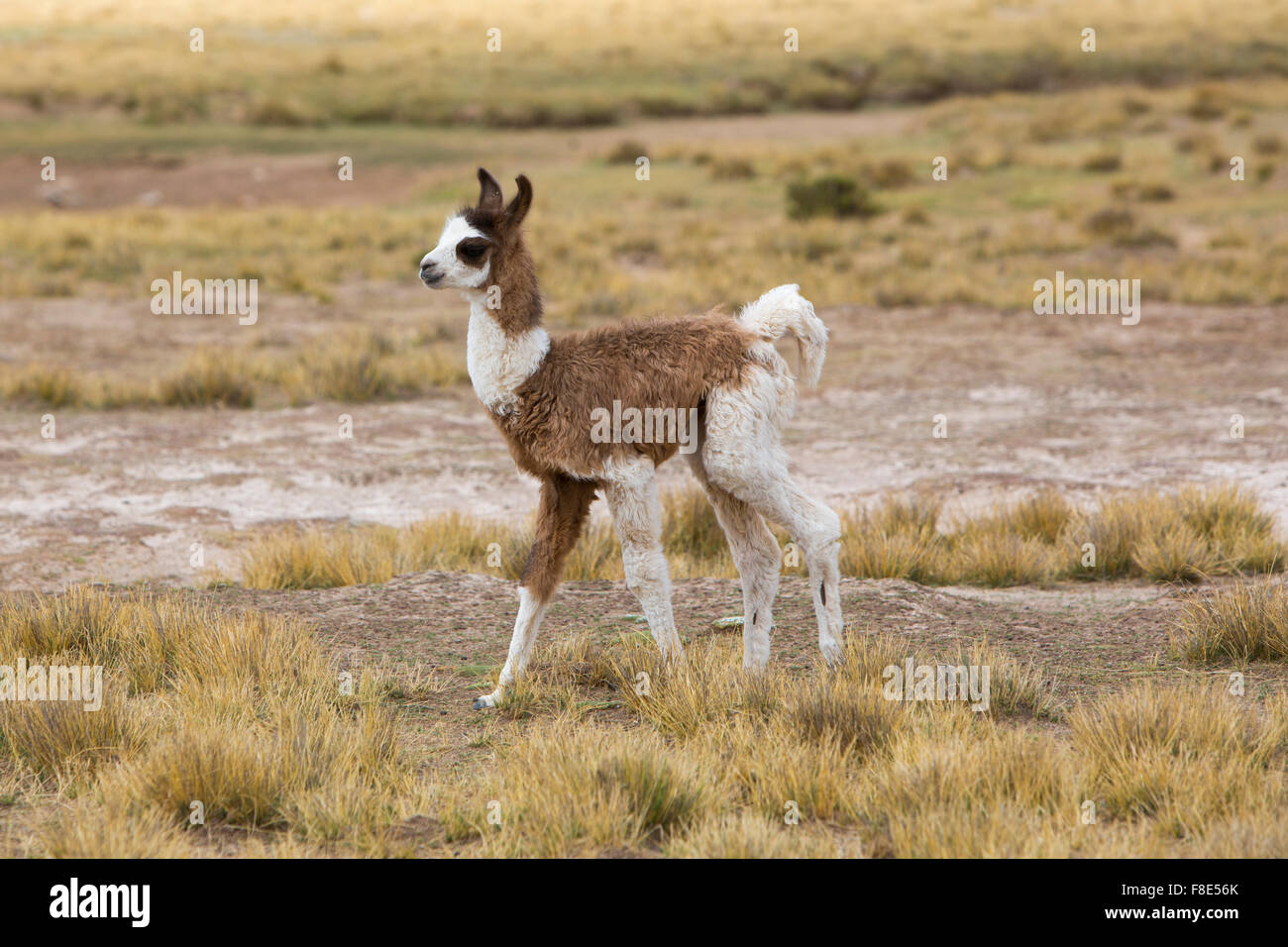 Portrait of beautiful Llama, Bolivia Stock Photo - Alamy