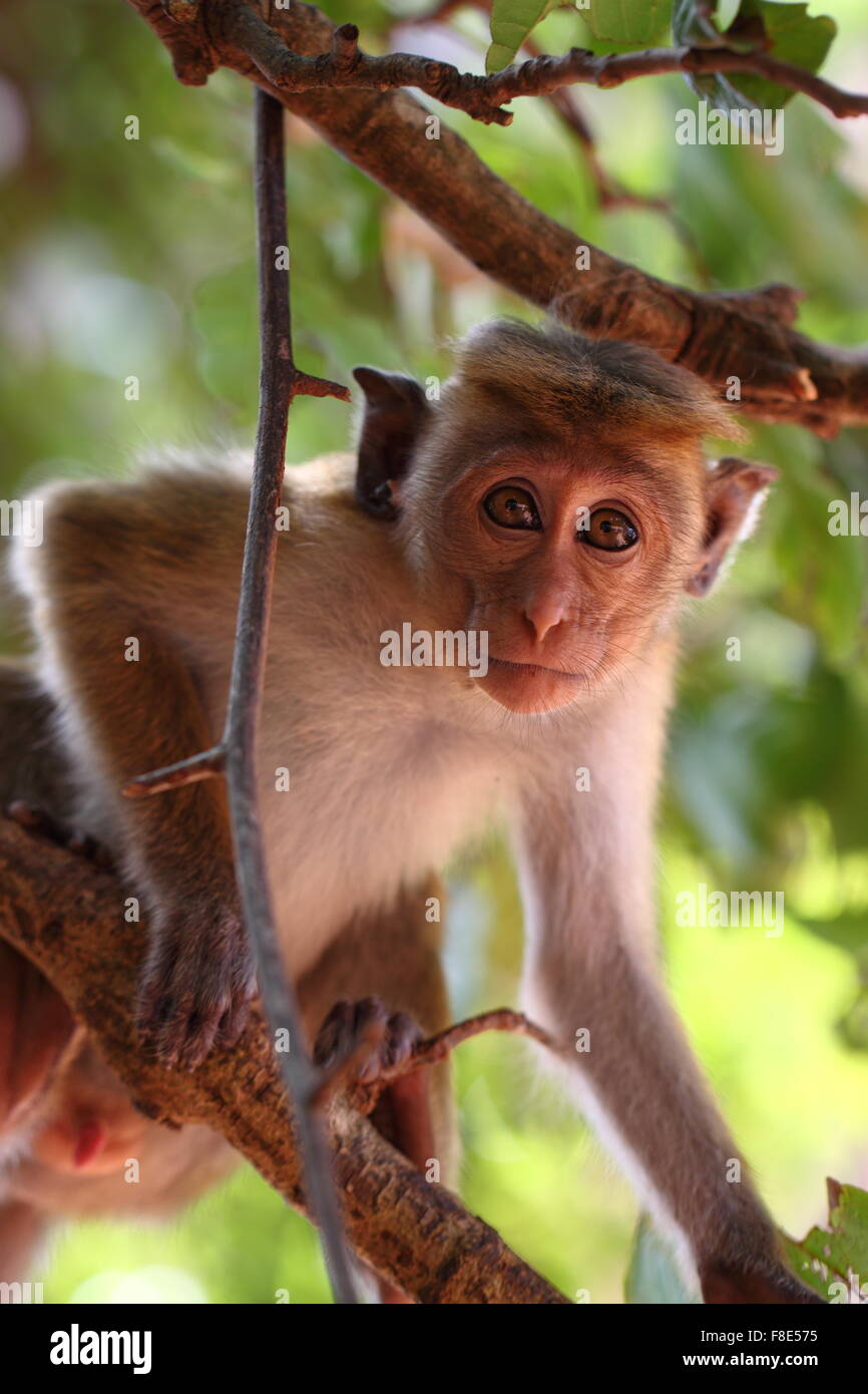 Sri lanka monkey lotus hi-res stock photography and images - Alamy