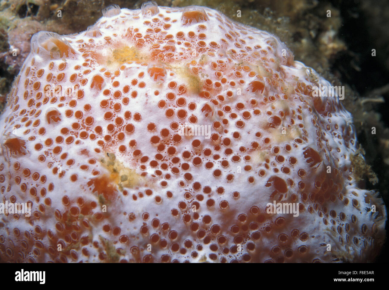 Aplidium turbinatum, Ascidiacea, Aplousobranchia, Polyclinidae, Gaeta ...