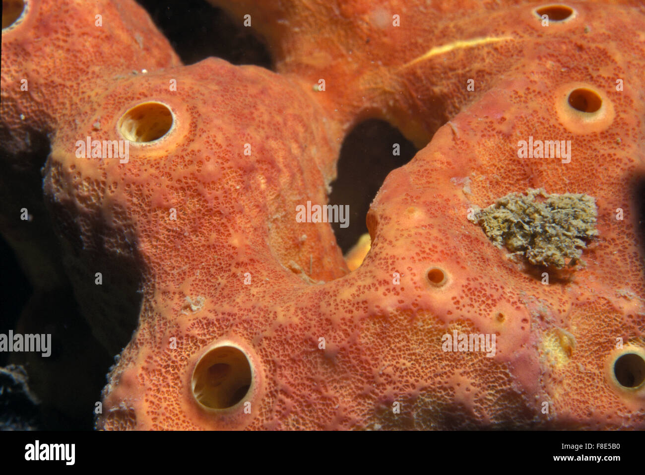 Oroides hi-res stock photography and images - Alamy