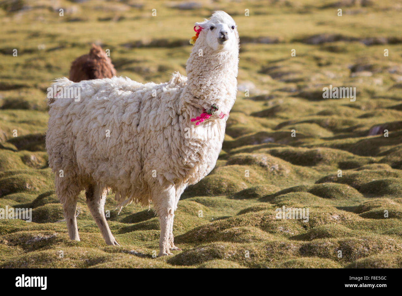 Portrait of beautiful Llama, Bolivia Stock Photo - Alamy