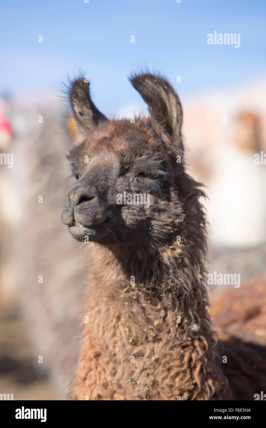 Portrait of beautiful llama hi-res stock photography and images - Alamy
