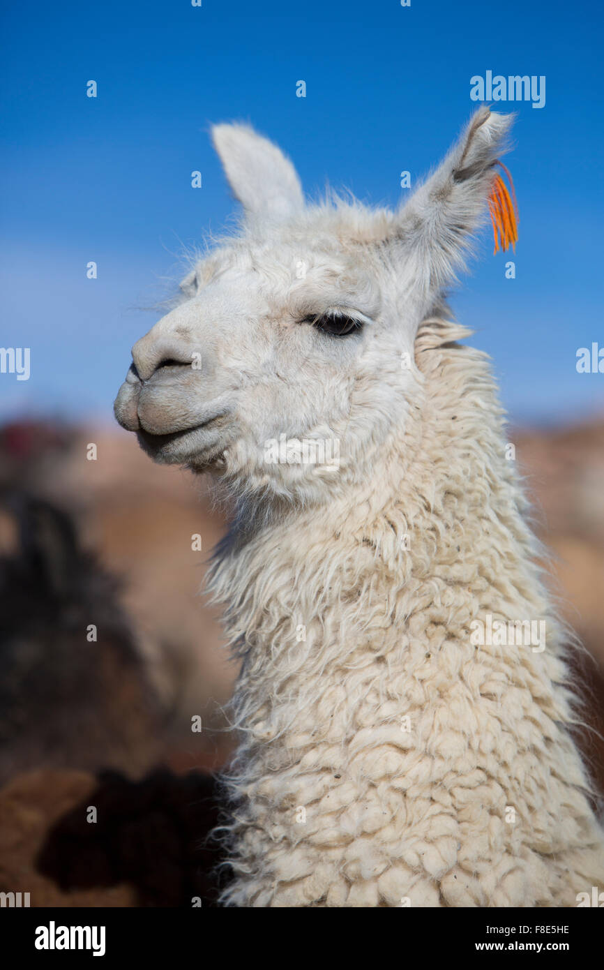Portrait of beautiful Llama, Bolivia Stock Photo - Alamy