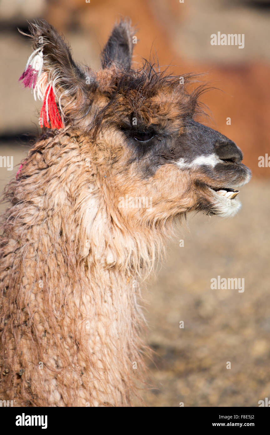 Portrait of beautiful Llama, Bolivia Stock Photo - Alamy