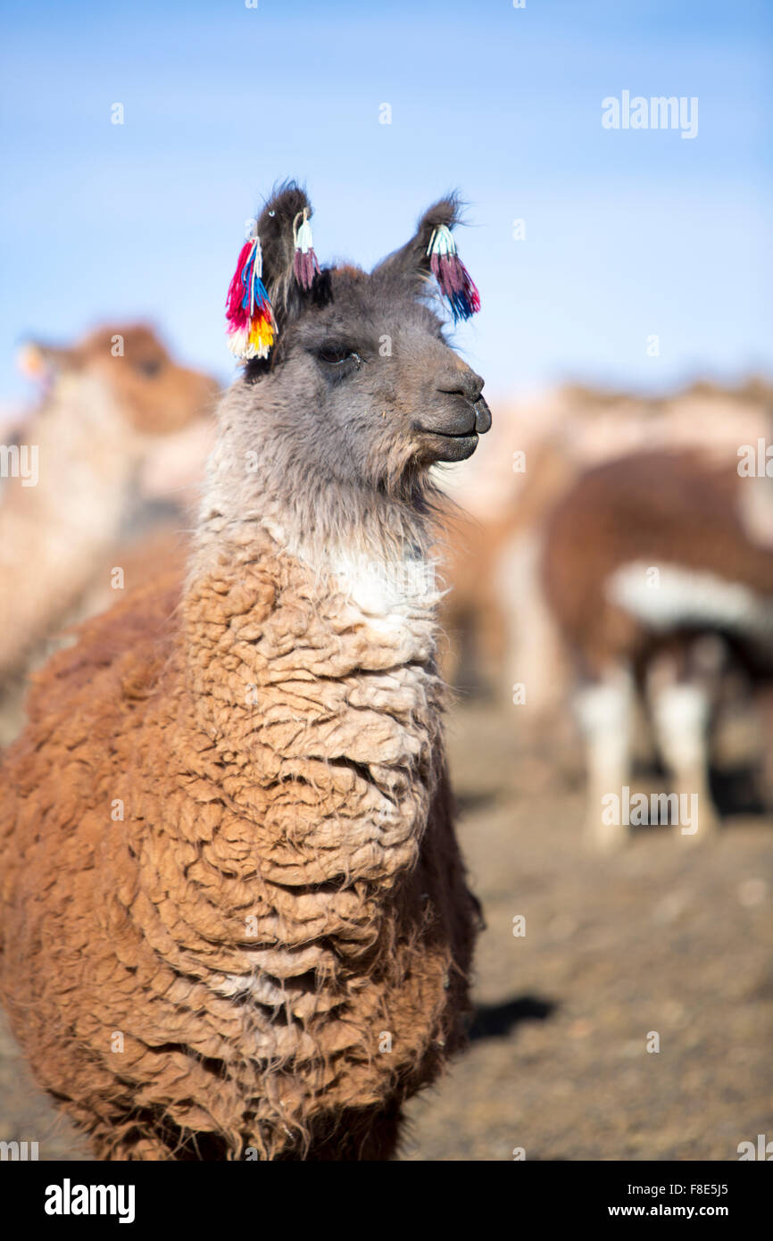 Portrait of beautiful Llama, Bolivia Stock Photo - Alamy