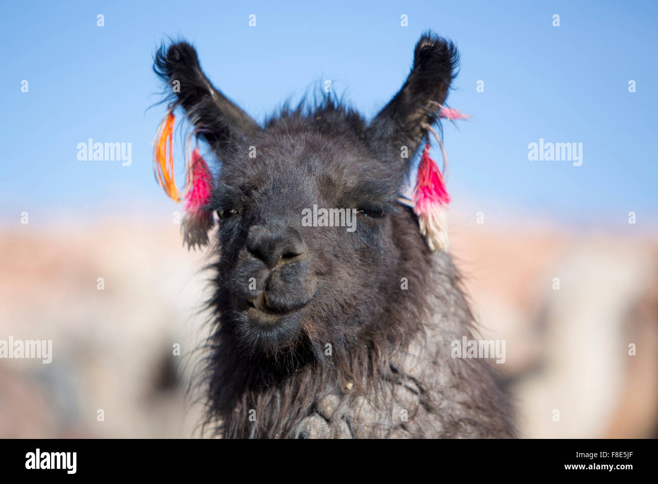 Portrait of beautiful Llama, Bolivia Stock Photo - Alamy
