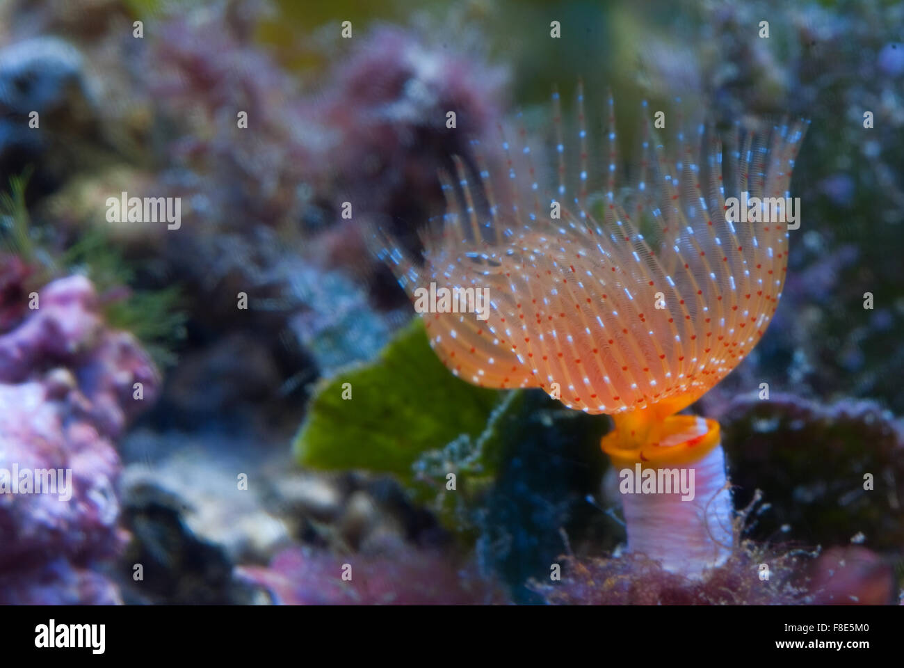 Serpulidae hi-res stock photography and images - Alamy