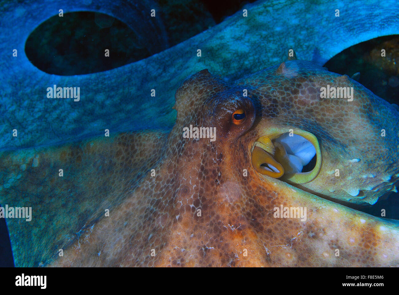 Common octopus, Octopus vulgaris, Octopodidae, Tor Paterno Marine ...