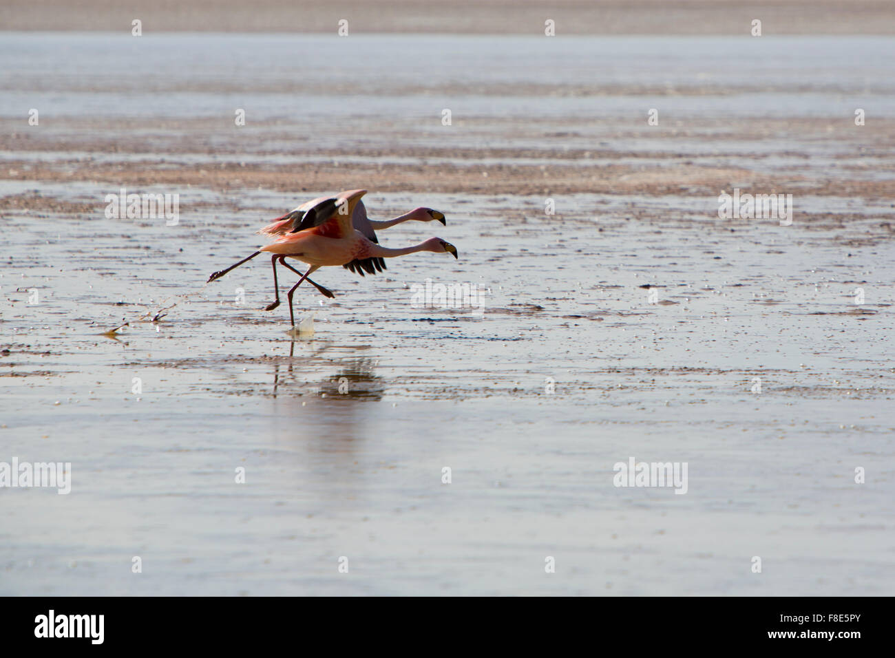 Flamingo running in water hi-res stock photography and images - Alamy