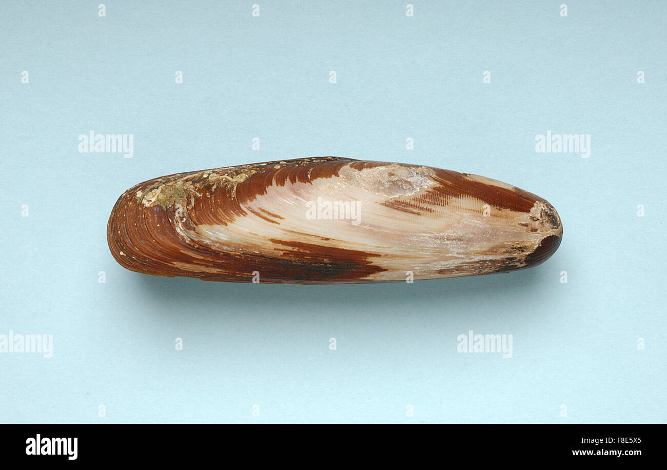 Date mussel, Litophaga litophaga Mytilidae mollusk bivalvia Stock Photo ...