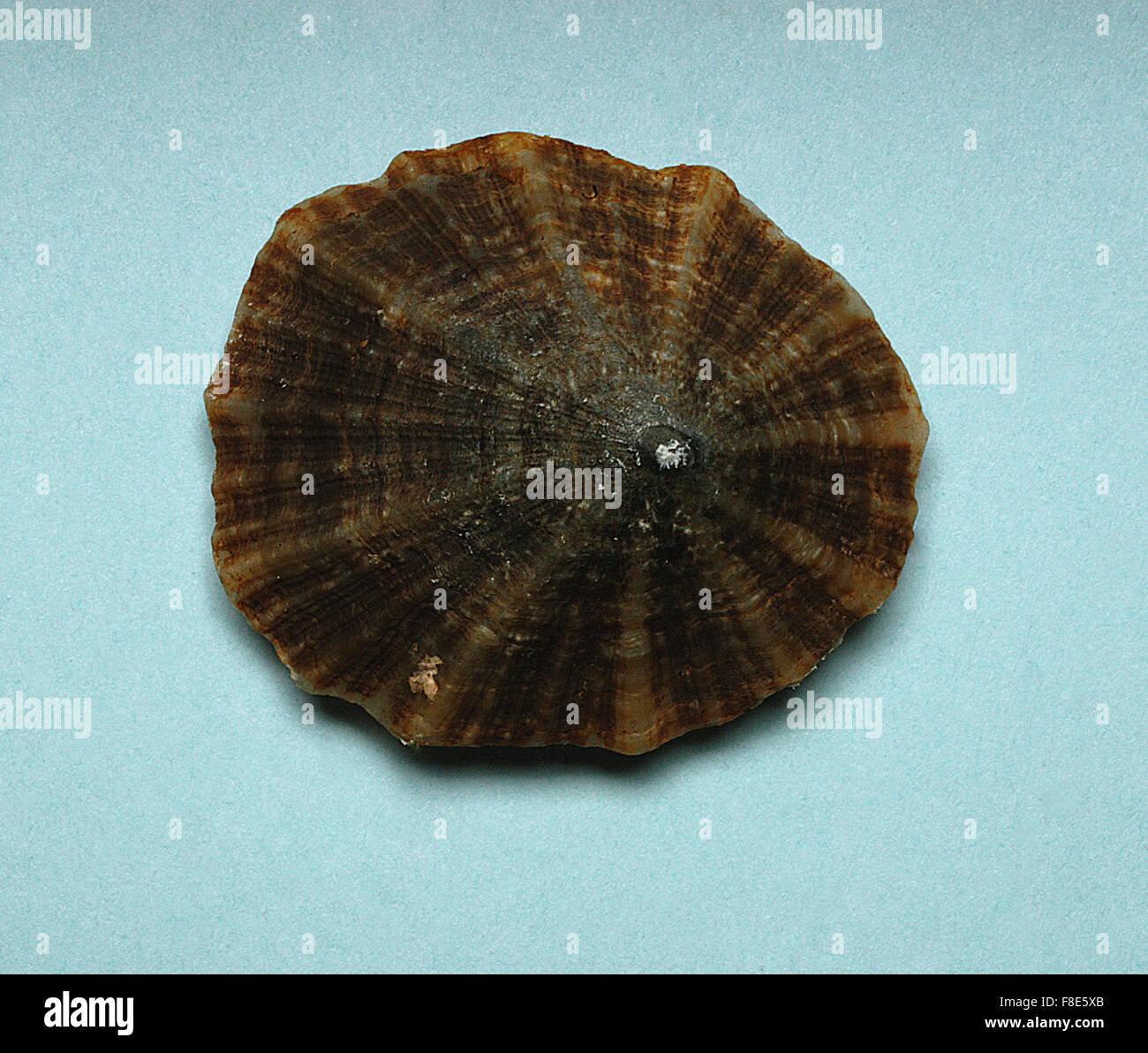 Patellid hi-res stock photography and images - Alamy