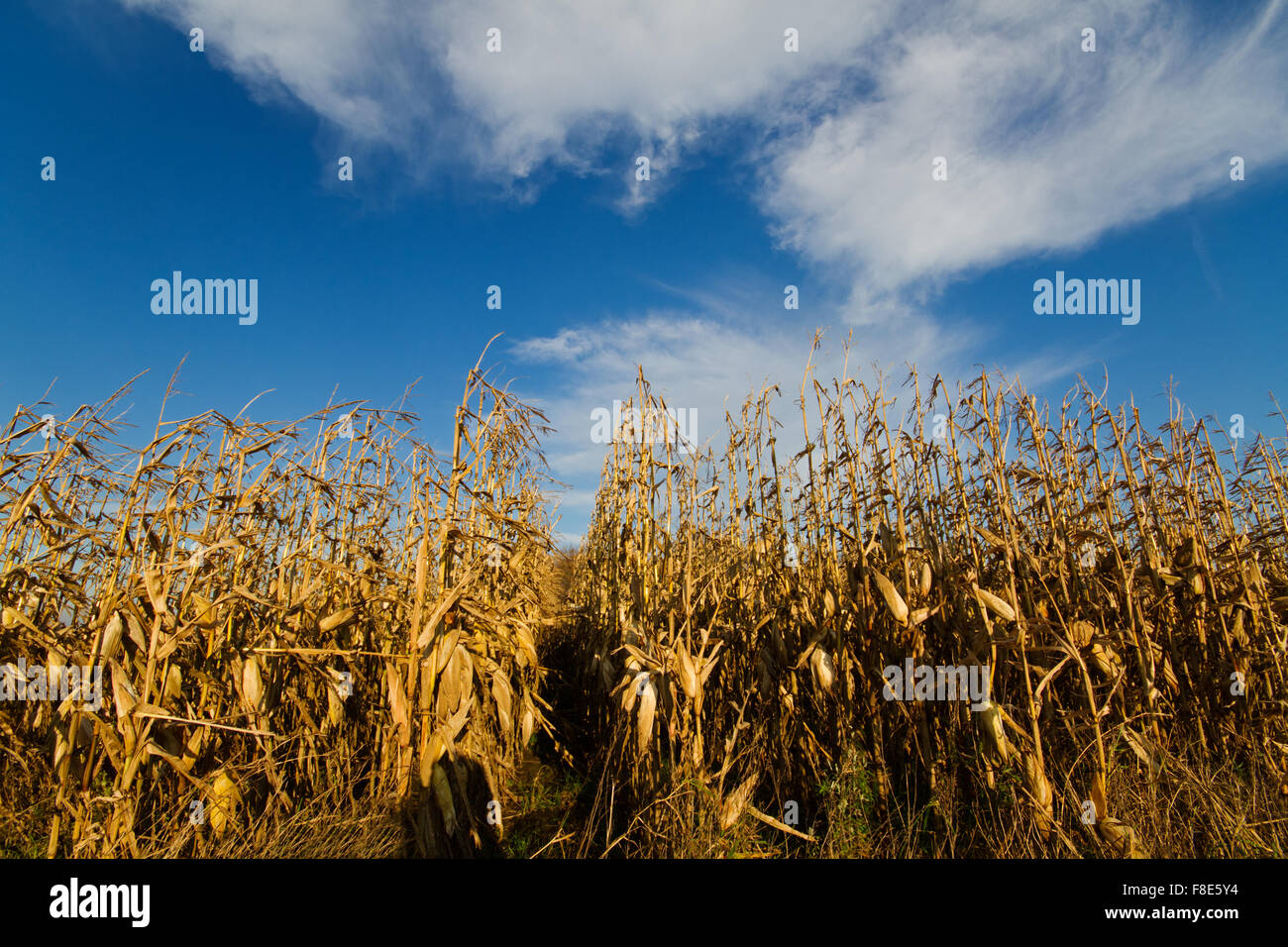 Dried maize hi-res stock photography and images - Alamy
