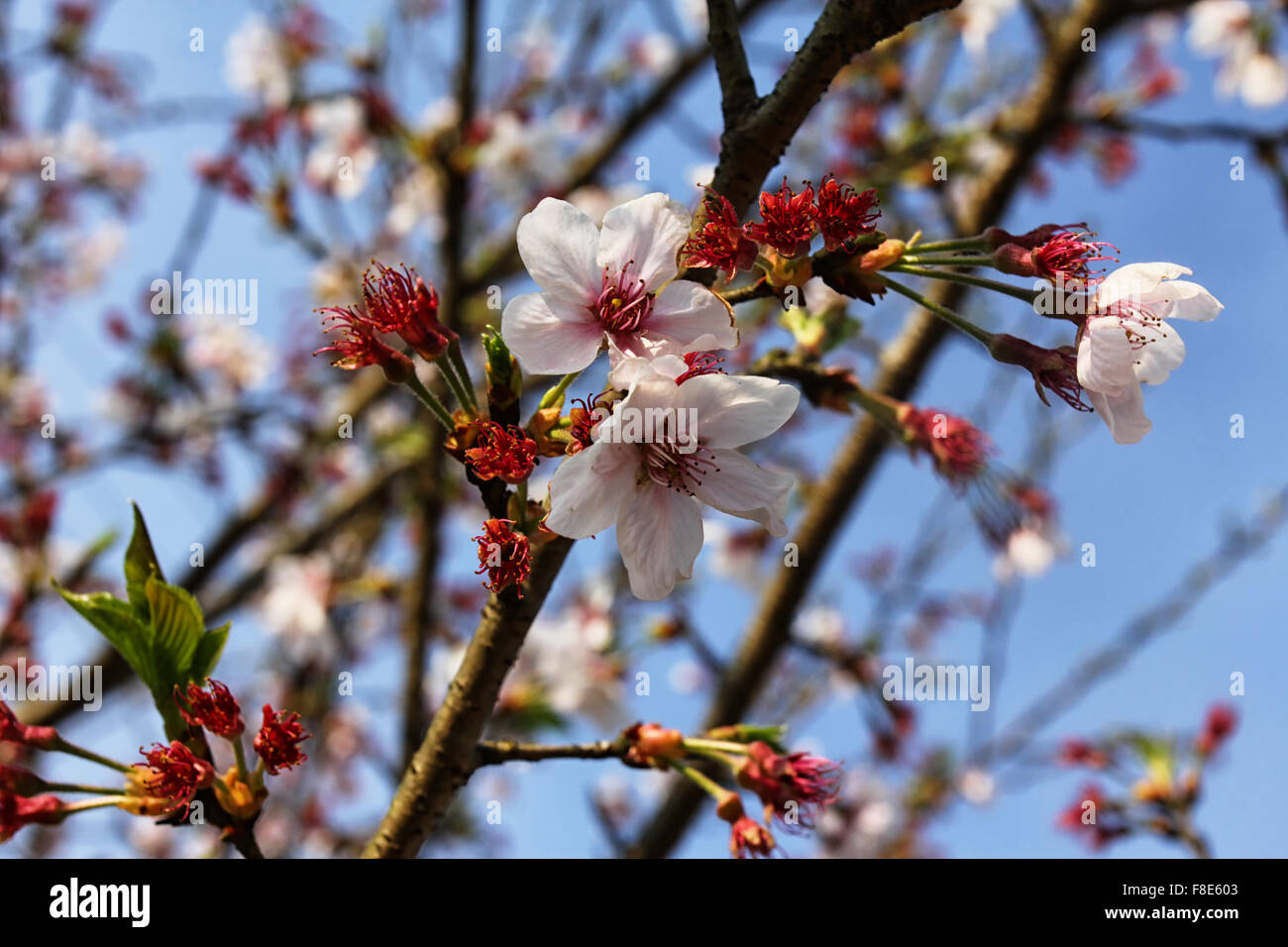 White tree flowers in spring Stock Photo - Alamy
