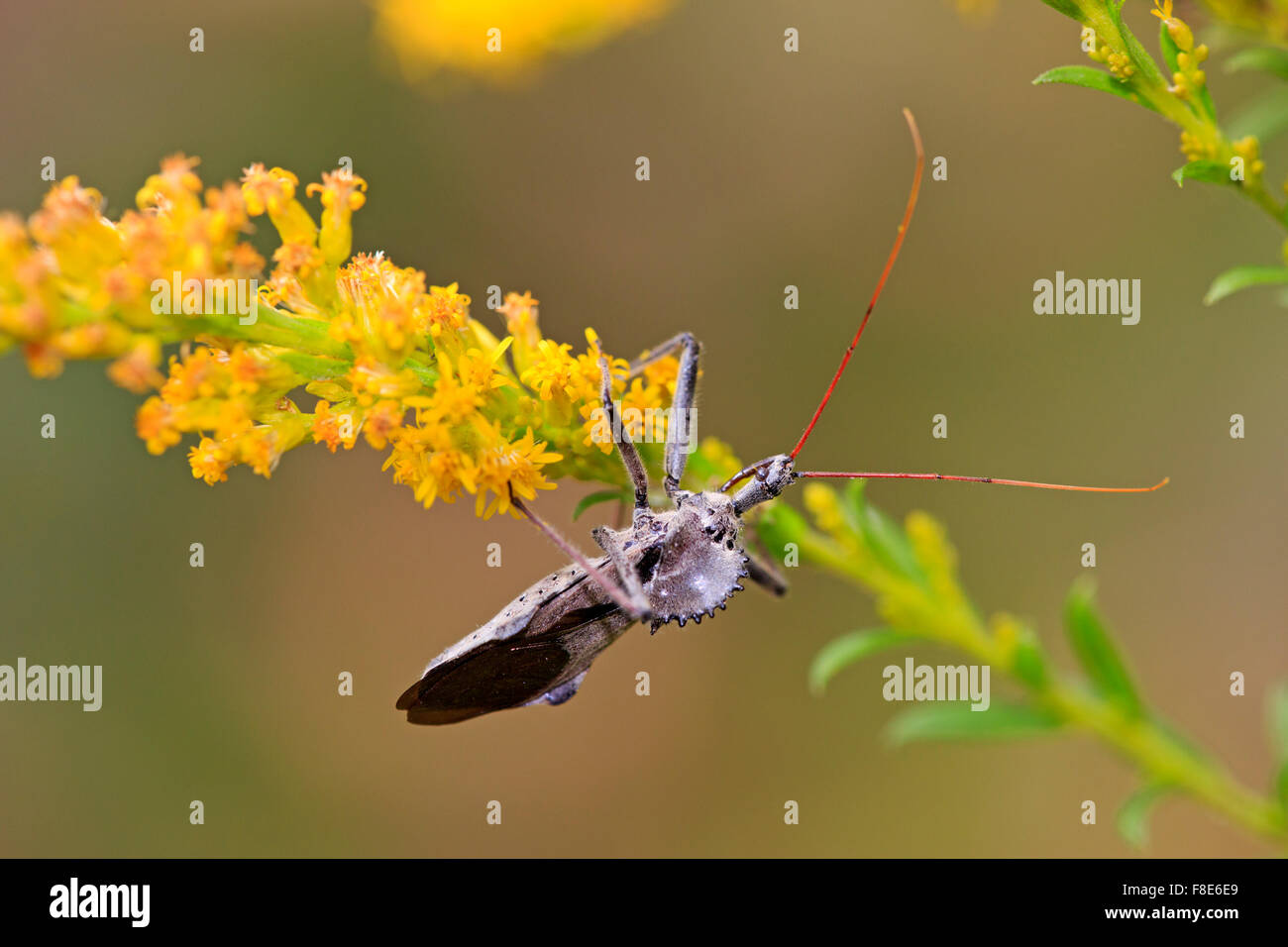 Wheel bug (Arilus cristatus) on flowers Stock Photo - Alamy
