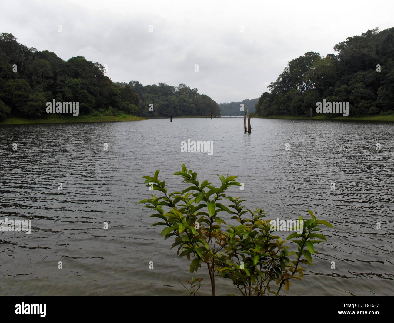 Lake Periyar, Periyar Tiger Reserve, Thekkady, Kerala, India Stock ...