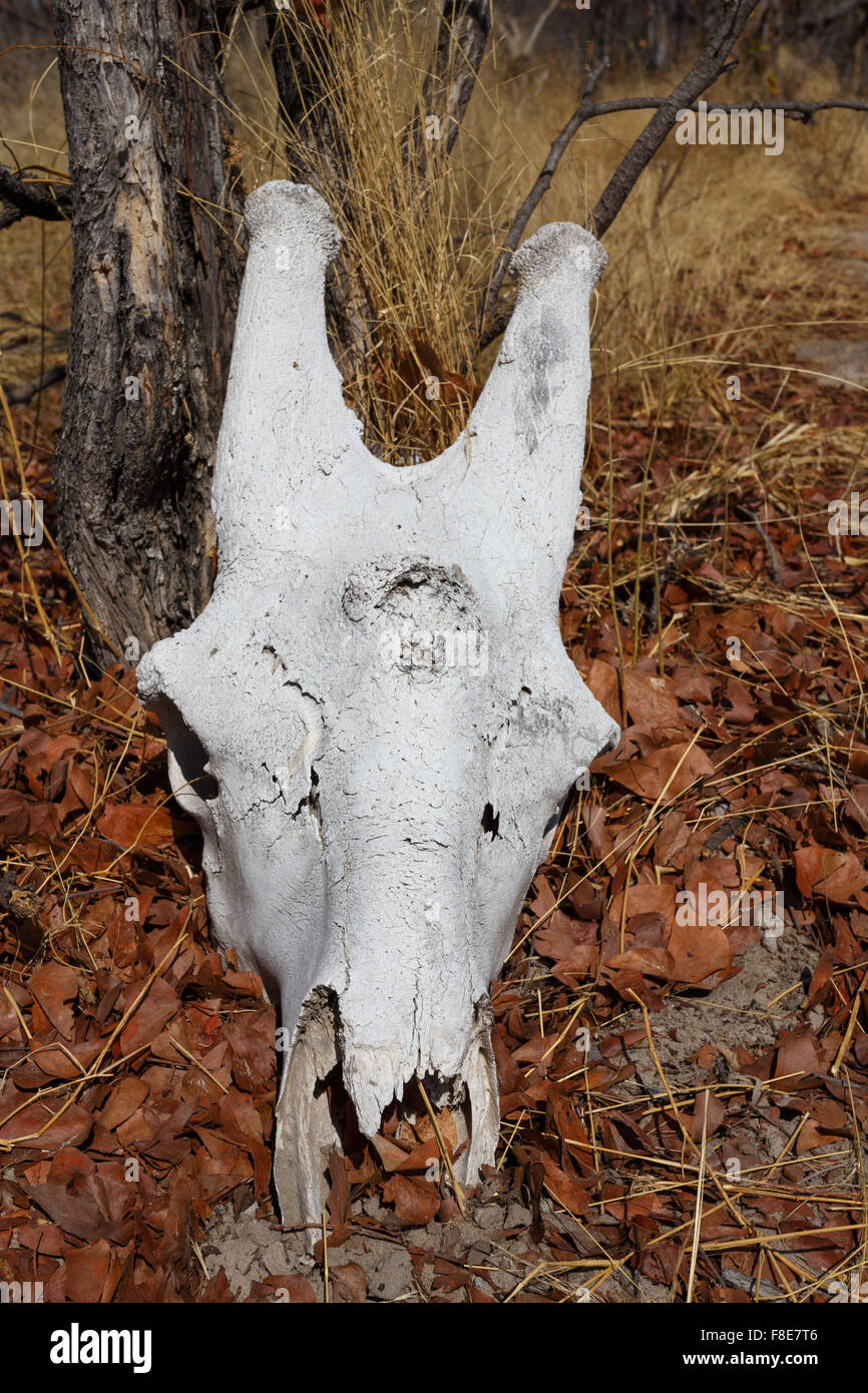 giraffe skull in Okavango delta landscape, circle of life, Kwai region ...