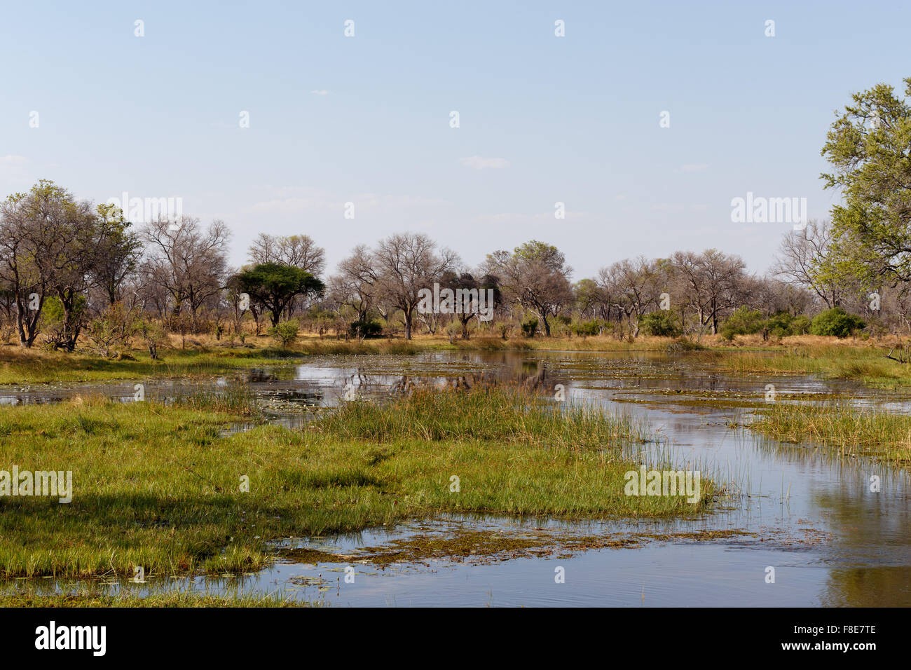 Water lilies in the okavango swamps hi-res stock photography and images ...