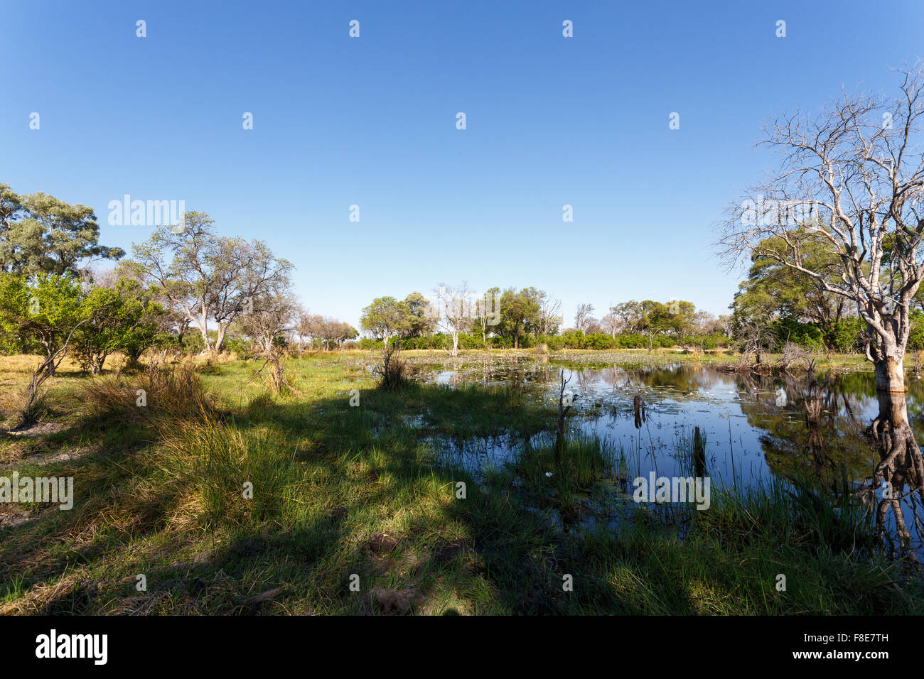 beautiful landscape in the Okavango swamps with water lilies, Okavango ...