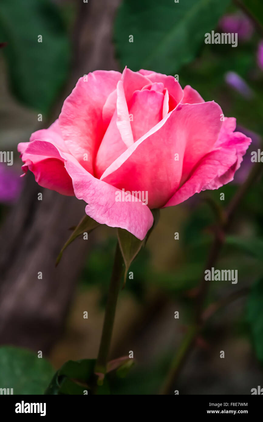 Pink Rose (Rosa Stock Photo - Alamy