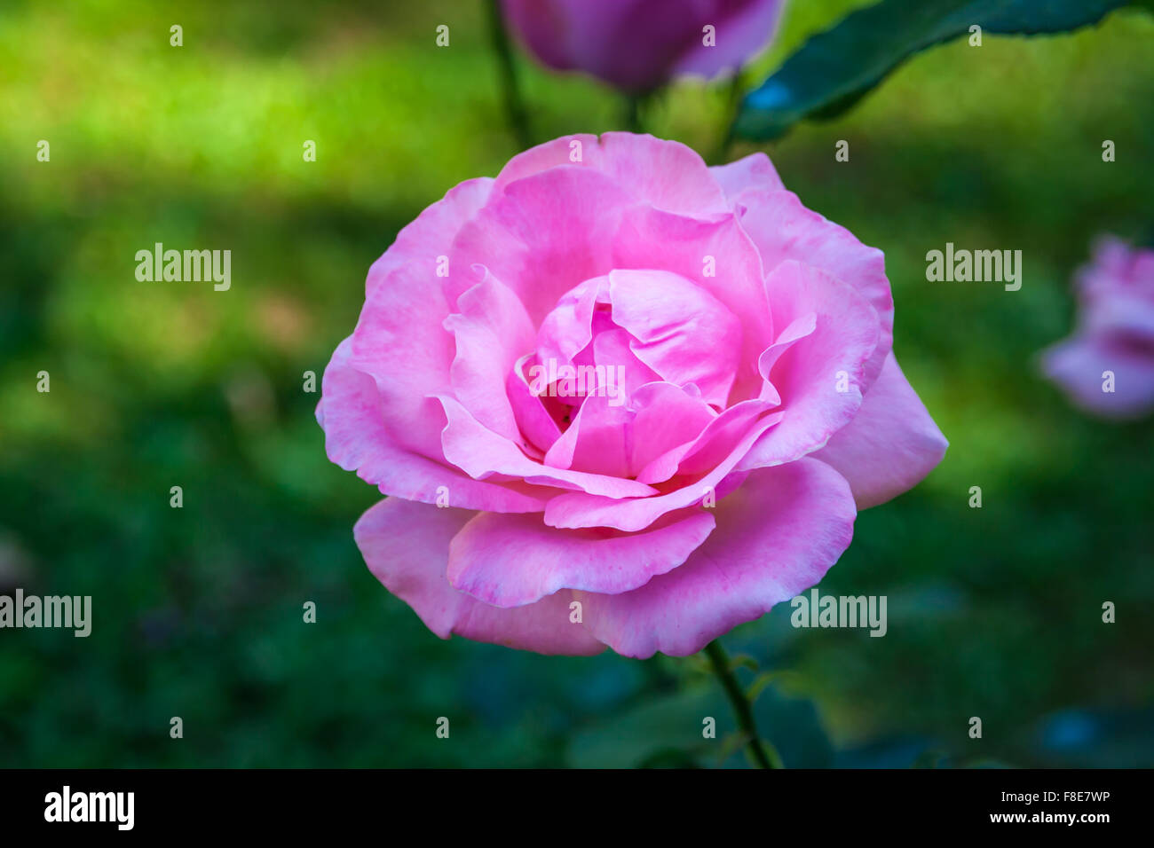 Single growing flower hi-res stock photography and images - Alamy