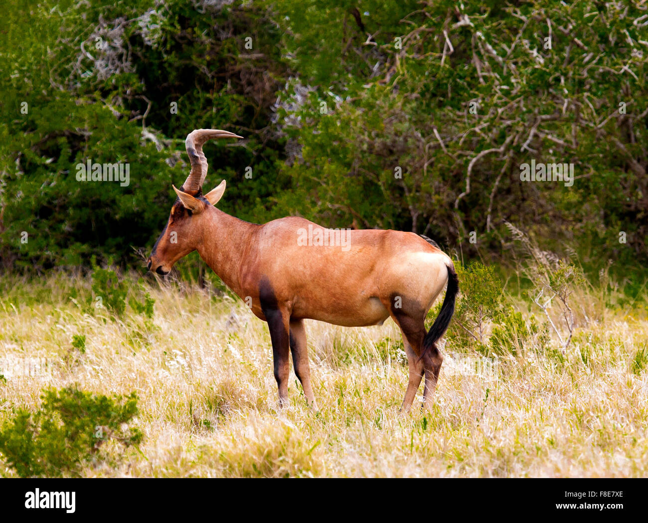 Red hartebeest in grasslands hi-res stock photography and images - Alamy